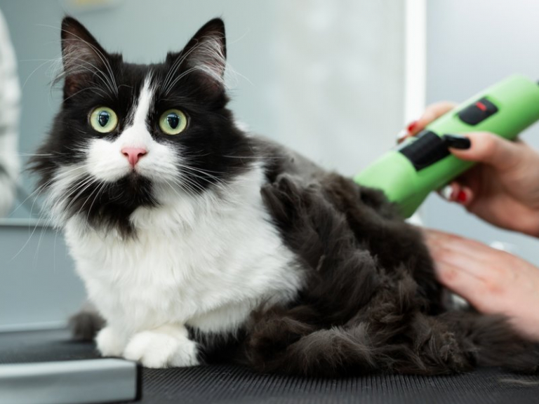 150 najpopularniejszych imion dla kotów żeńskich wraz ze znaczeniem w 2025 - Cats.com