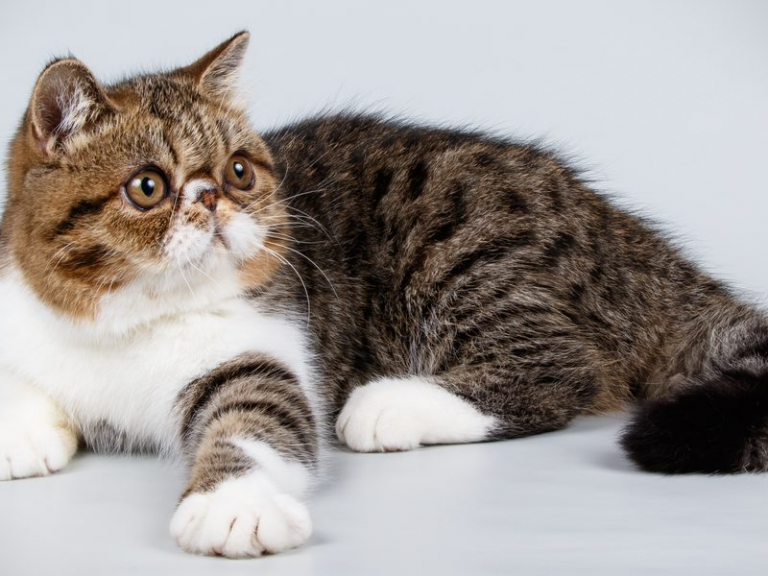 150 najpopularniejszych imion dla kotów żeńskich wraz ze znaczeniem w 2025 - Cats.com