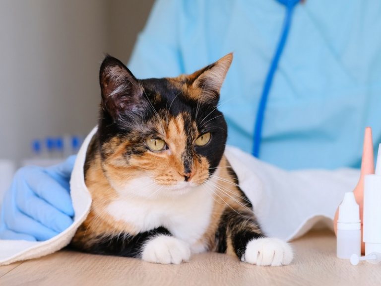 150 najpopularniejszych imion dla kotów żeńskich wraz ze znaczeniem w 2025 - Cats.com