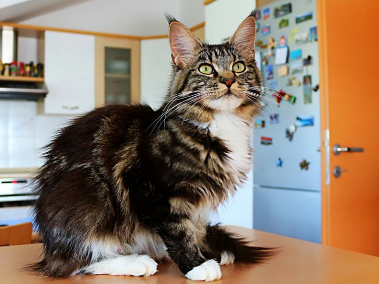 Ponad 600 najlepszych imion dla kotów – znajdź idealne imię dla swojego kota - Cats.com