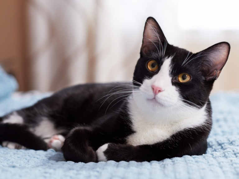 Lista ras kotów - rodzaje kotów - Cats.com