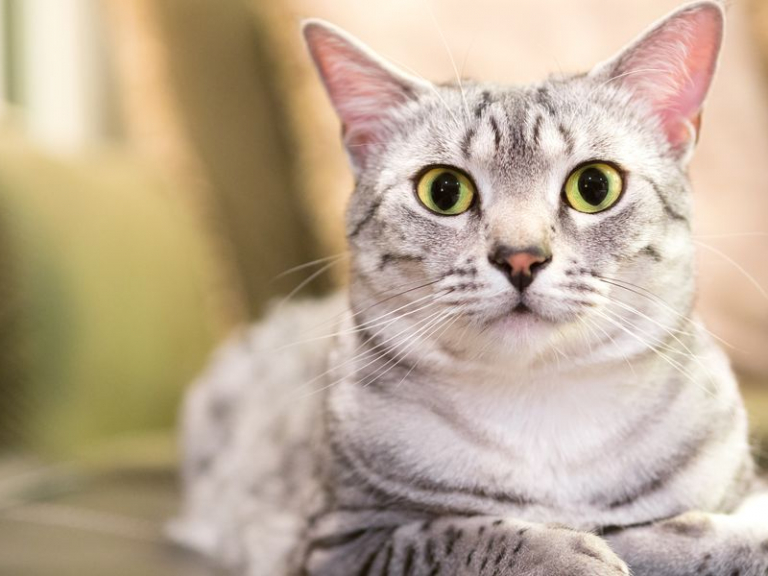 Lista ras kotów - rodzaje kotów - Cats.com