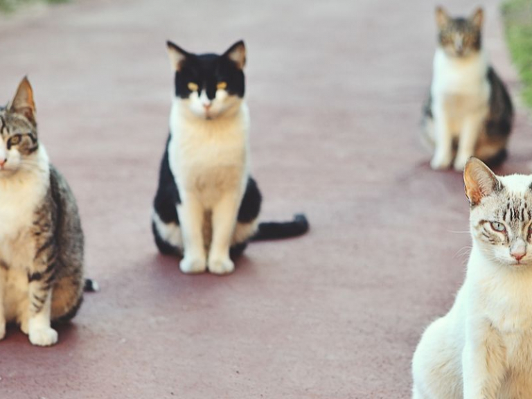 Ponad 600 najlepszych imion dla kotów – znajdź idealne imię dla swojego kota - Cats.com