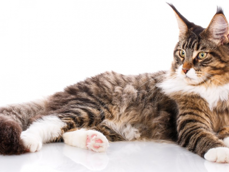 Lista ras kotów - rodzaje kotów - Cats.com