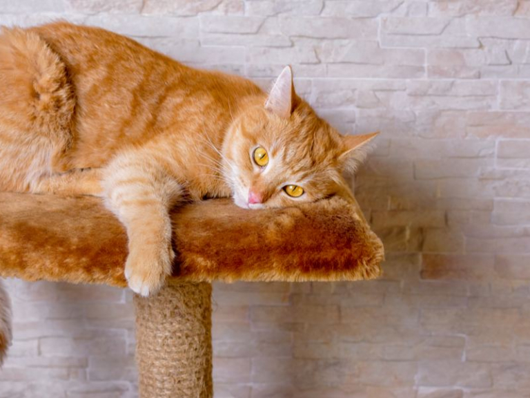 Lista ras kotów - rodzaje kotów - Cats.com