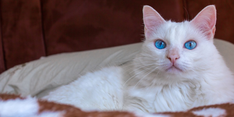 14 pięknych białych ras kotów ze zdjęciami - Cats.com