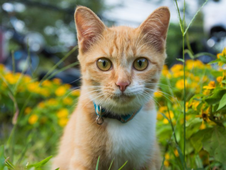 Lista ras kotów - rodzaje kotów - Cats.com