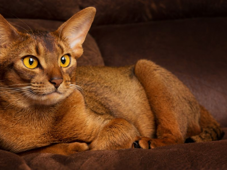 Lista ras kotów - rodzaje kotów - Cats.com