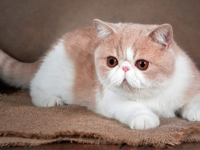 Lista ras kotów - rodzaje kotów - Cats.com