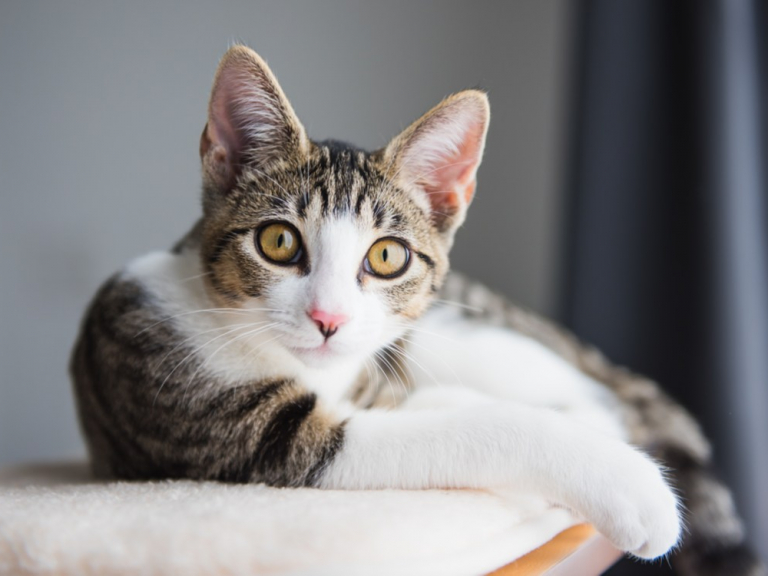 Lista ras kotów - rodzaje kotów - Cats.com