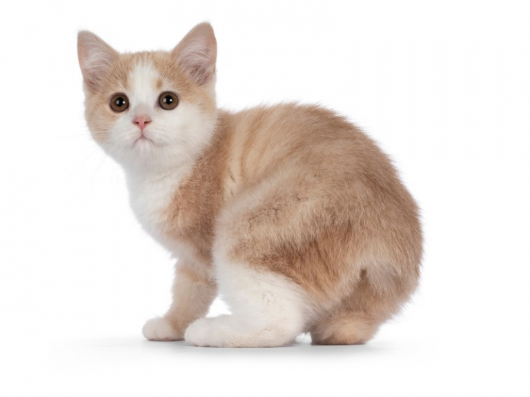 Lista ras kotów - rodzaje kotów - Cats.com