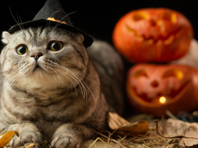 Ponad 600 najlepszych imion dla kotów – znajdź idealne imię dla swojego kota - Cats.com