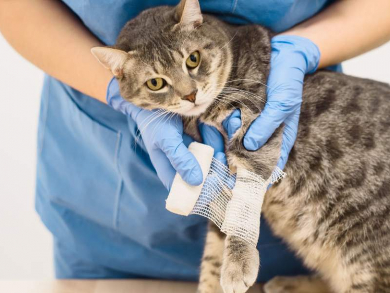 Kotka w rui (cykle rujowe): objawy i pielęgnacja - Cats.com