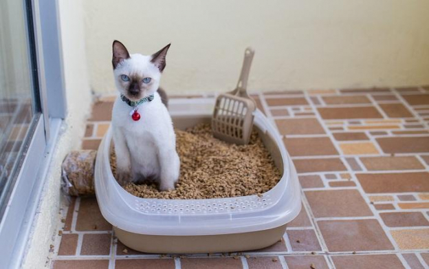 Jak często koty powinny robić kupę? Wyjaśnia weterynarz - Cats.com