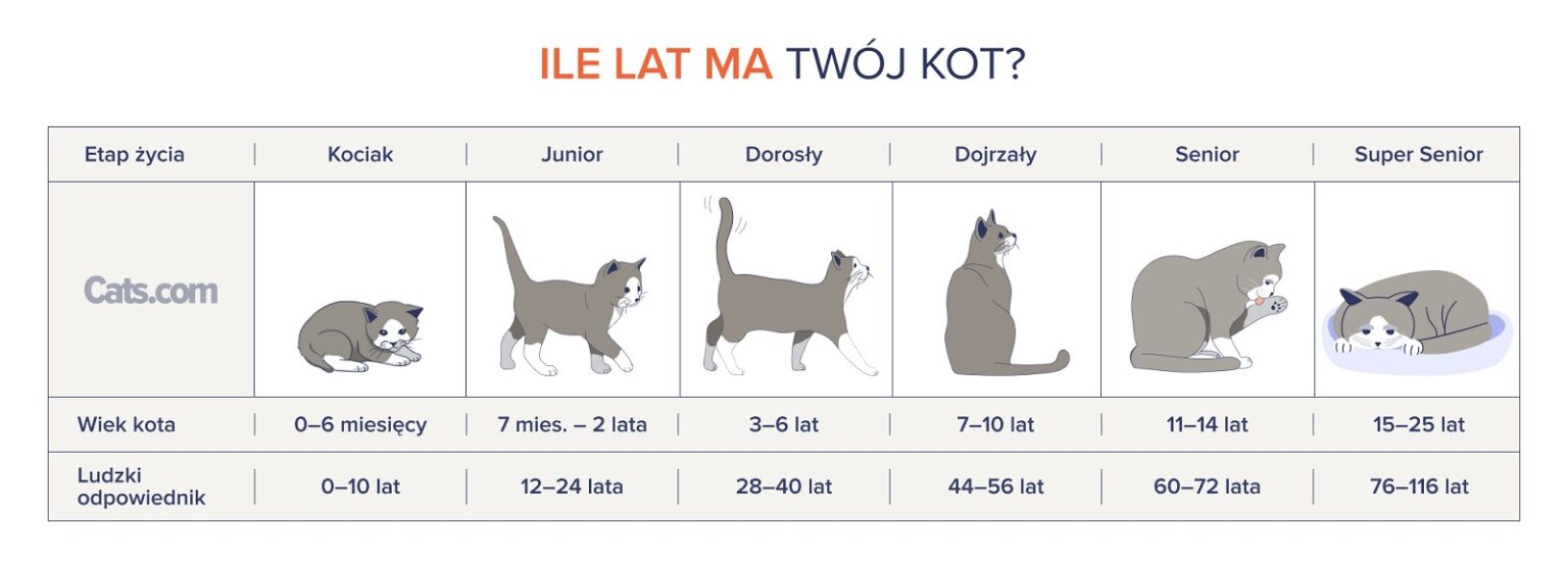 Ile lat ma mój kot w przeliczeniu na ludzkie lata? (Tabela i kalkulator ...