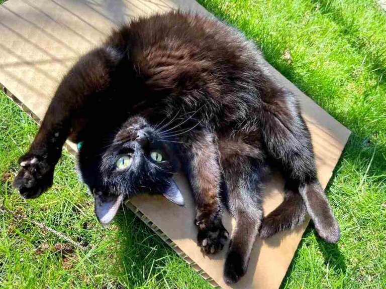 Ponad 600 najlepszych imion dla kotów – znajdź idealne imię dla swojego kota - Cats.com