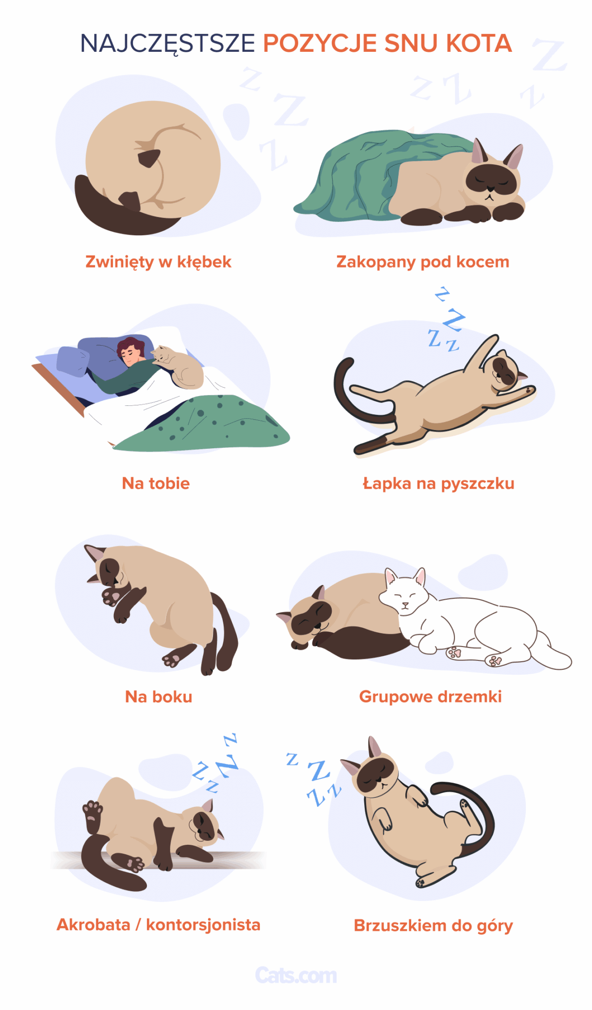8 najczęstszych pozycji do spania u kotów i ich znaczenie - Cats.com